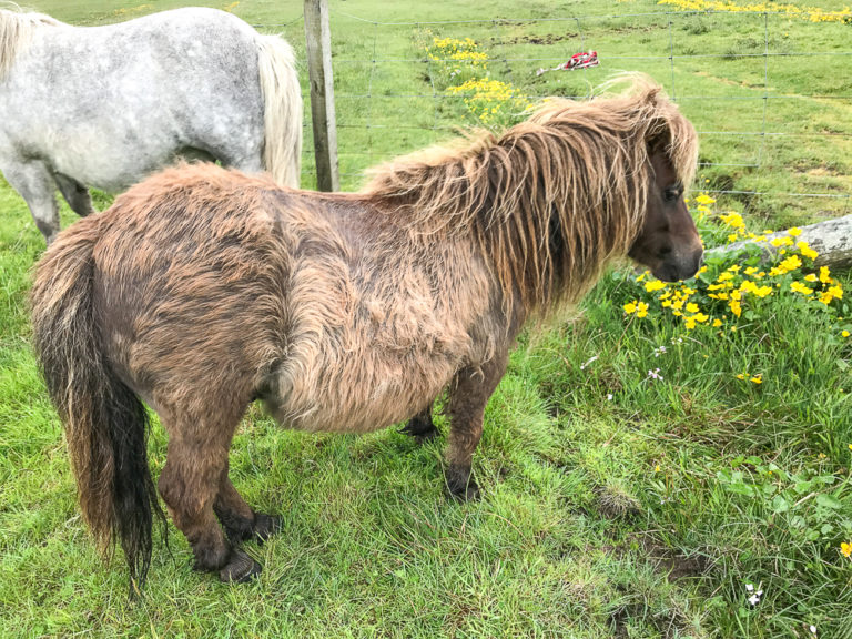 Summer Coats | My Shetland