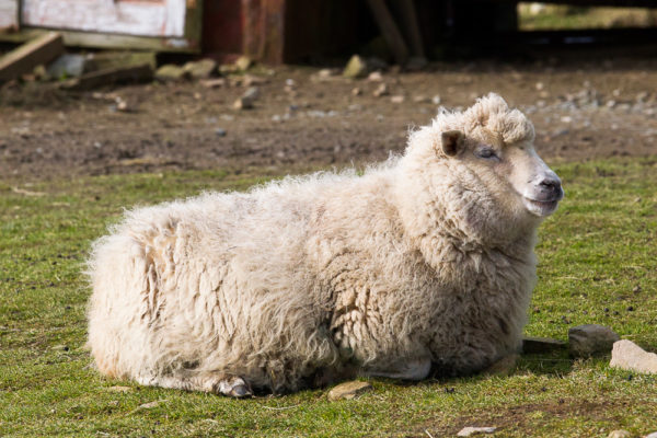 Sheepie Sheep | My Shetland