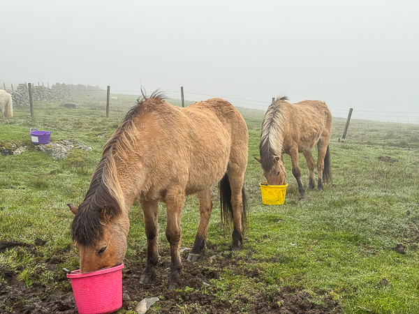 The Saga Continues | My Shetland