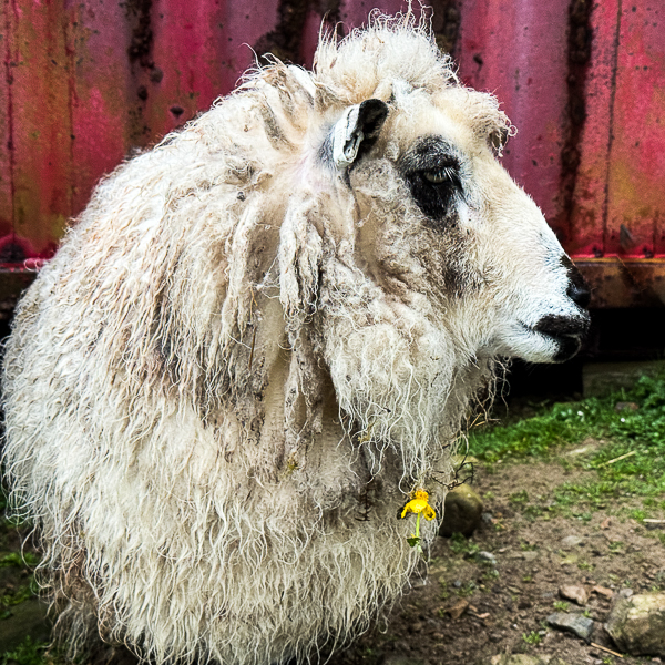 The Saga Continues | My Shetland