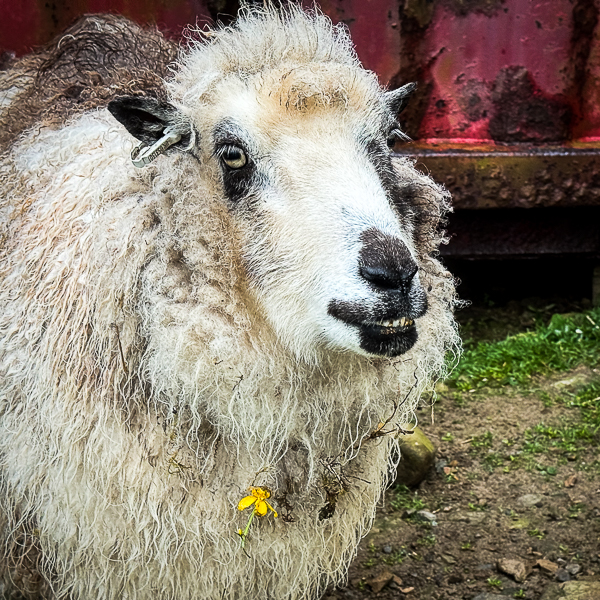 The Saga Continues | My Shetland