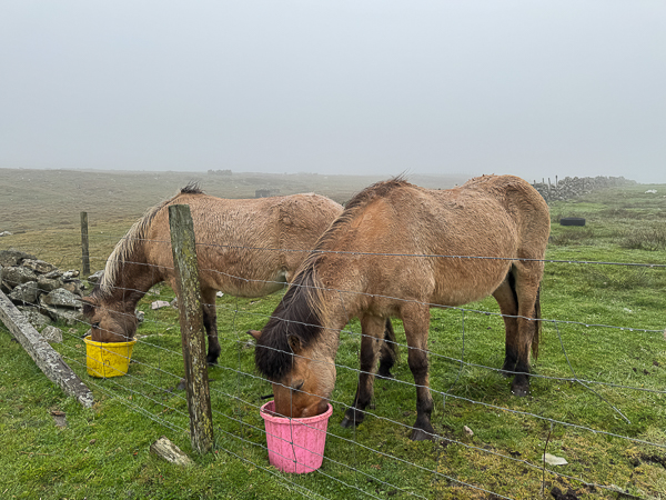 A Bit of Colour | My Shetland